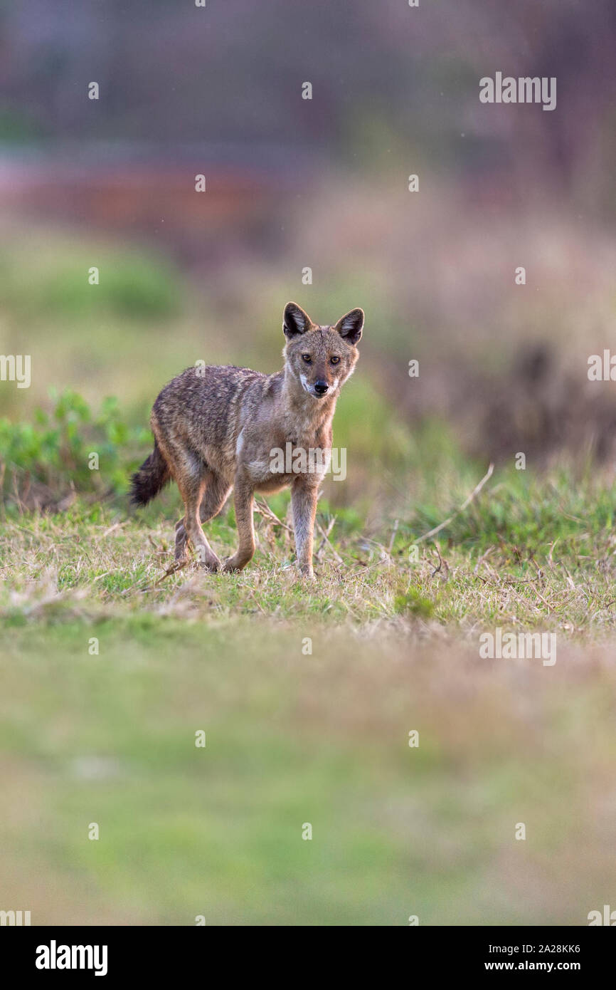 Indian forest animals hi-res stock photography and images - Alamy