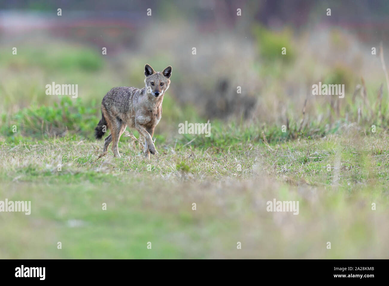 Golden Jackal or Indian Common Jackal or Canis aureus in Kolkata ...