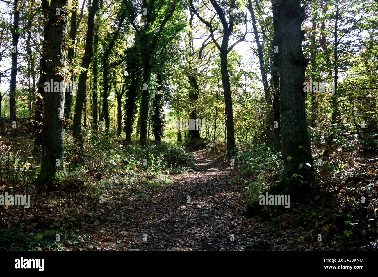 Sun dappled woodland pathway in Scottish highlands Stock Photo - Alamy
