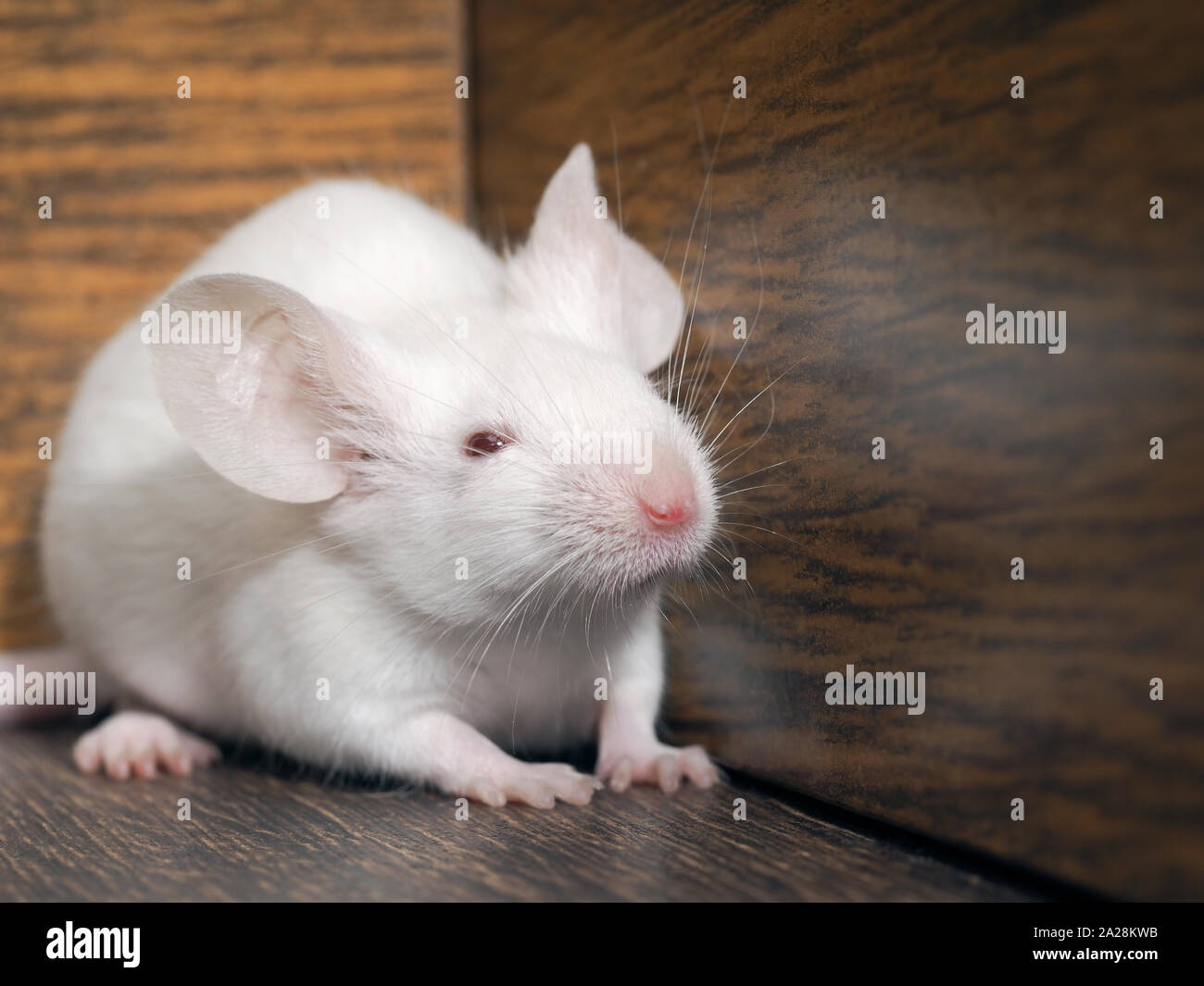 Funny sly white rat closeup. Rodent with long mustache Stock Photo - Alamy