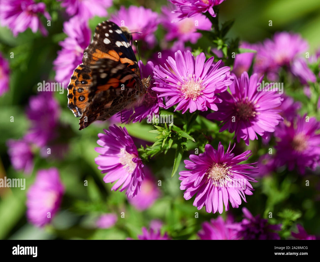 Aster in the garden hi-res stock photography and images - Alamy