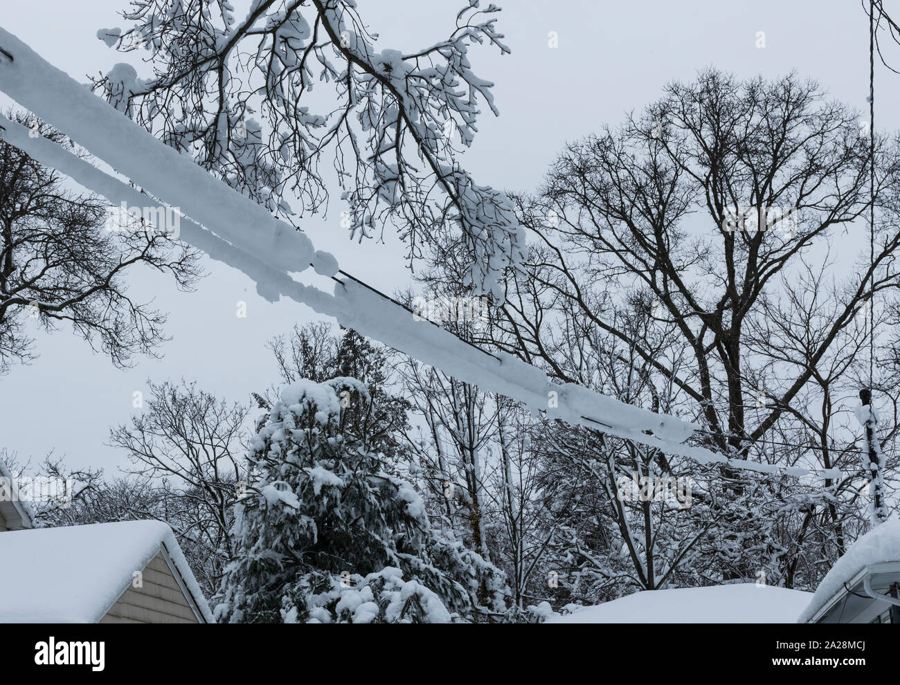A spring snow storm leaves trees and wires covered with thick and heavy ...