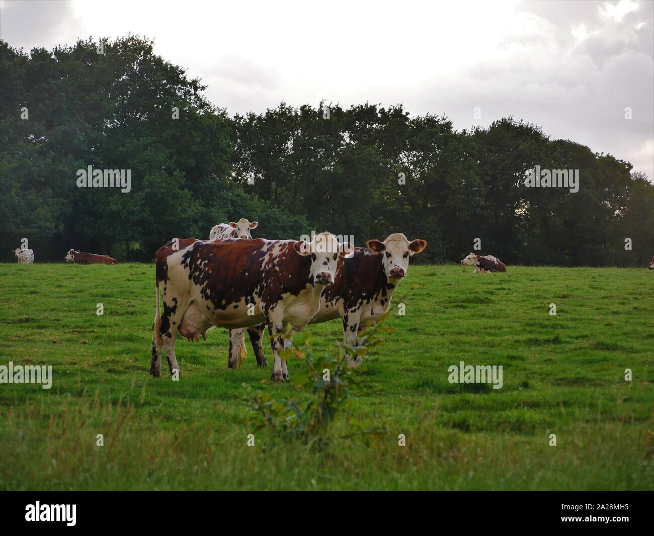 vache dans un prés , troupeau de vaches , vache à lait , vache a viande ...
