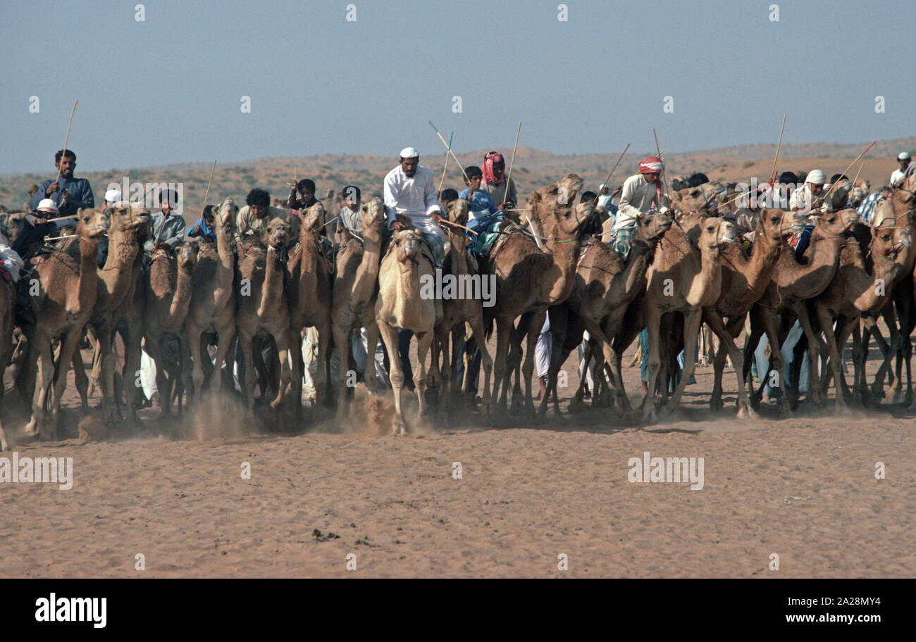 Desert camel racing, Dubai, United Arab Emirates Stock Photo - Alamy