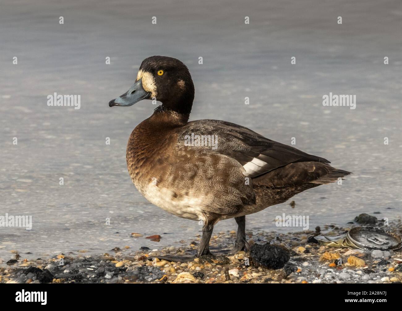 Anseriforms hi-res stock photography and images - Alamy