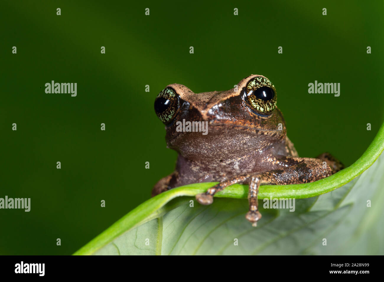 Munnar frogs hi-res stock photography and images - Alamy