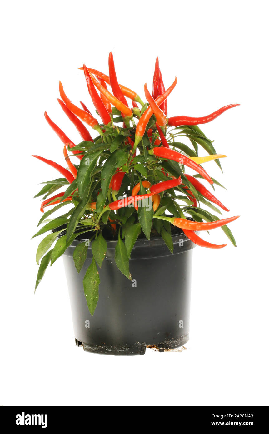 Fruiting chilli plant in a pot isolated against white Stock Photo - Alamy