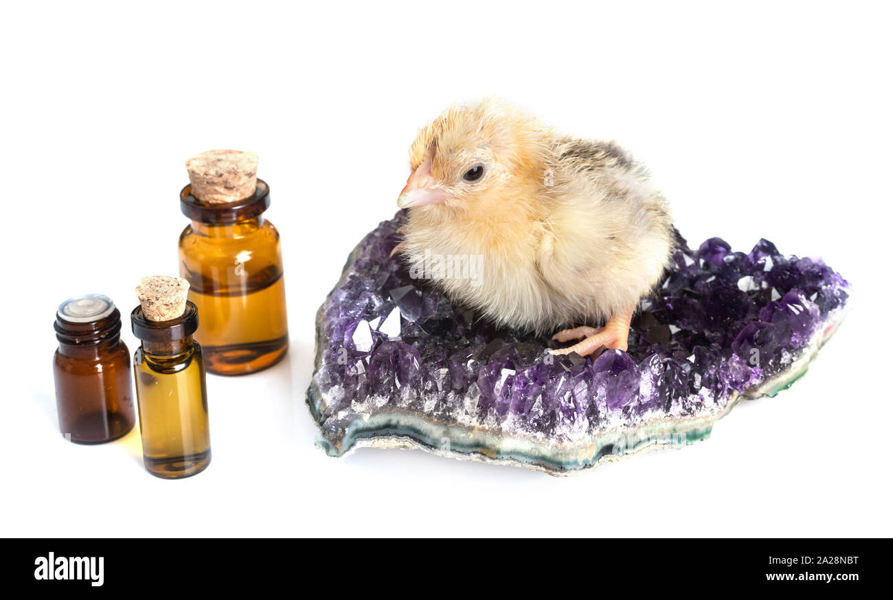 chick and amethyst in front of white background Stock Photo - Alamy