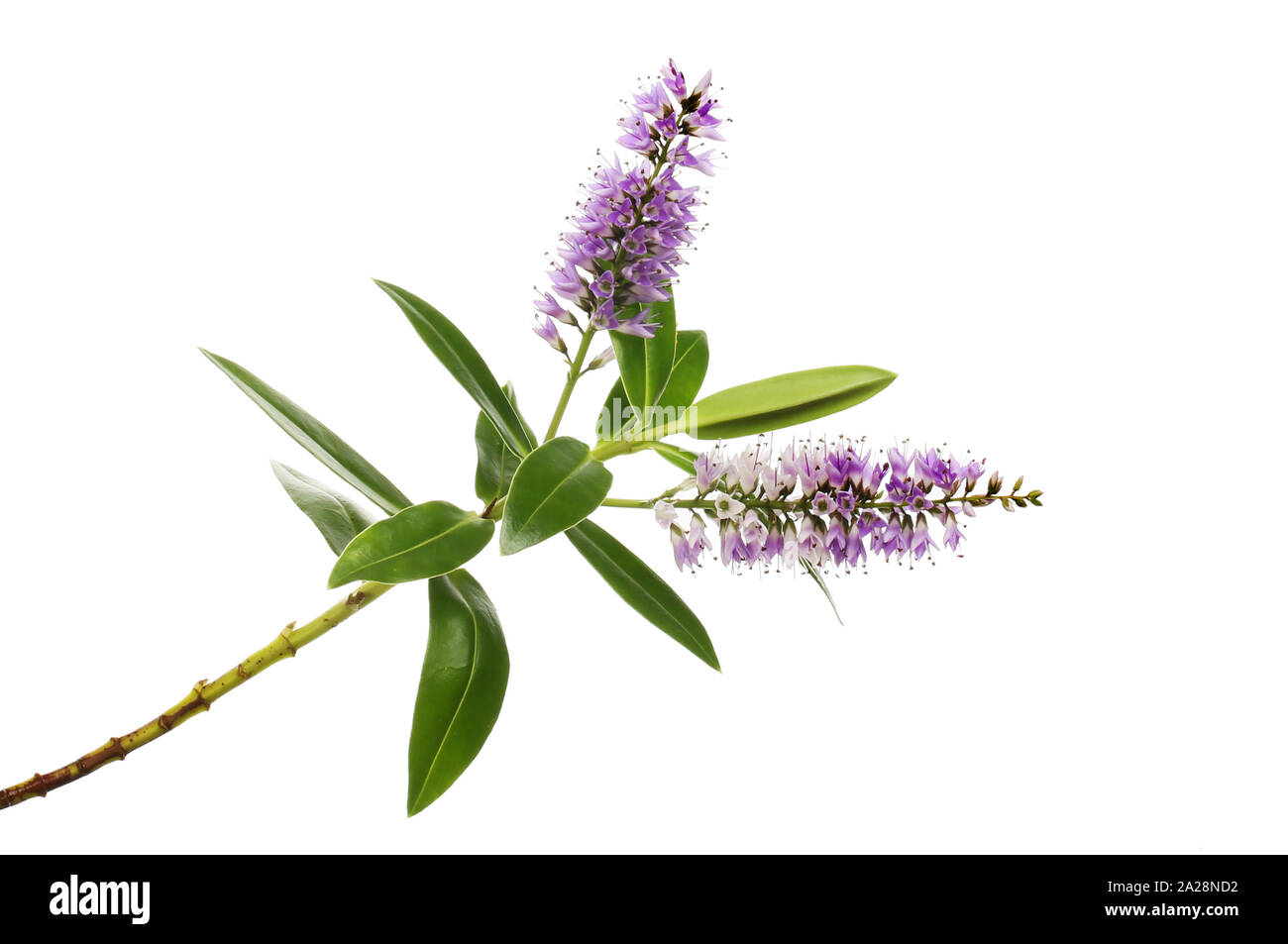 Hebe flowers and foliage isolated against white Stock Photo - Alamy