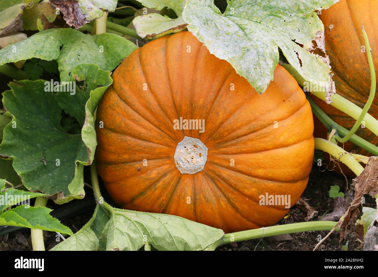 Pumkin leaf hi-res stock photography and images - Alamy