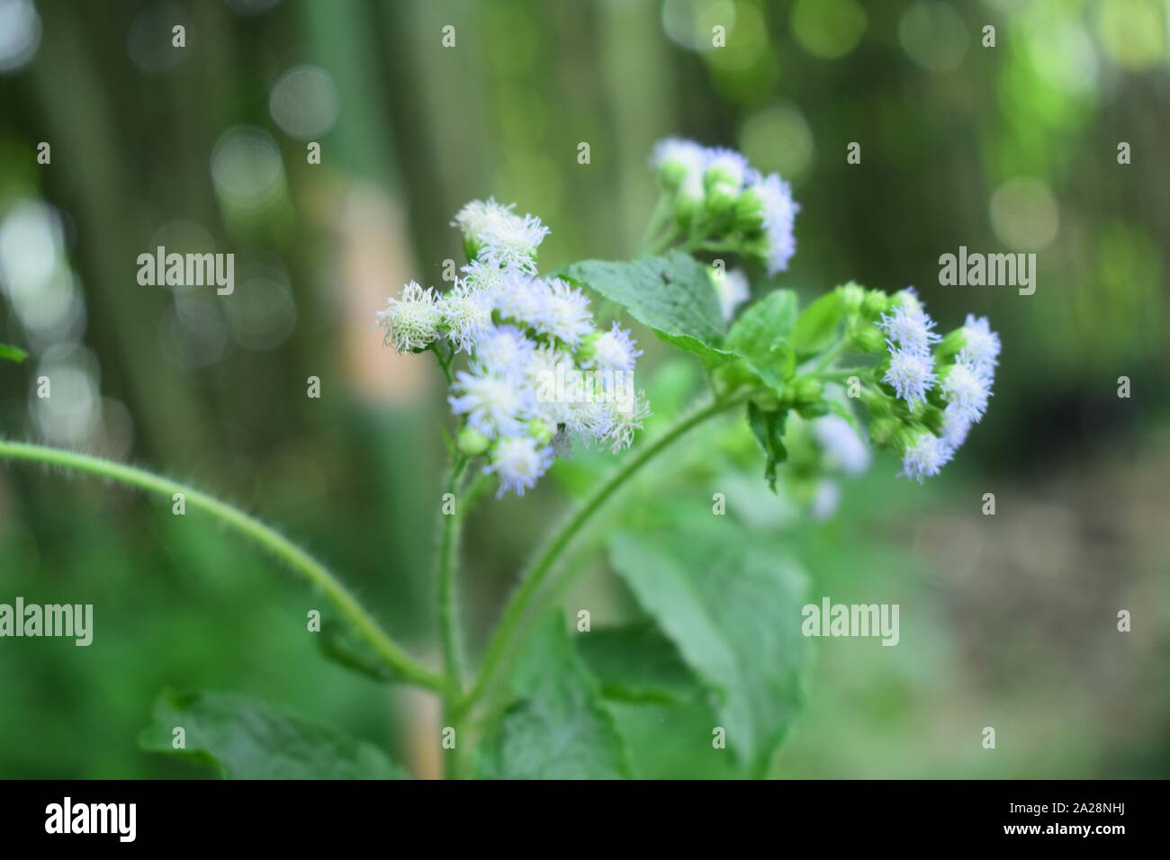 Most beautiful flower tree Stock Photo - Alamy