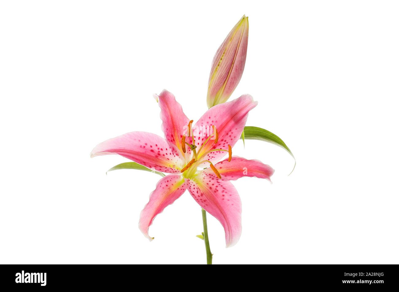 Single lily flower and bud isolated against white Stock Photo - Alamy