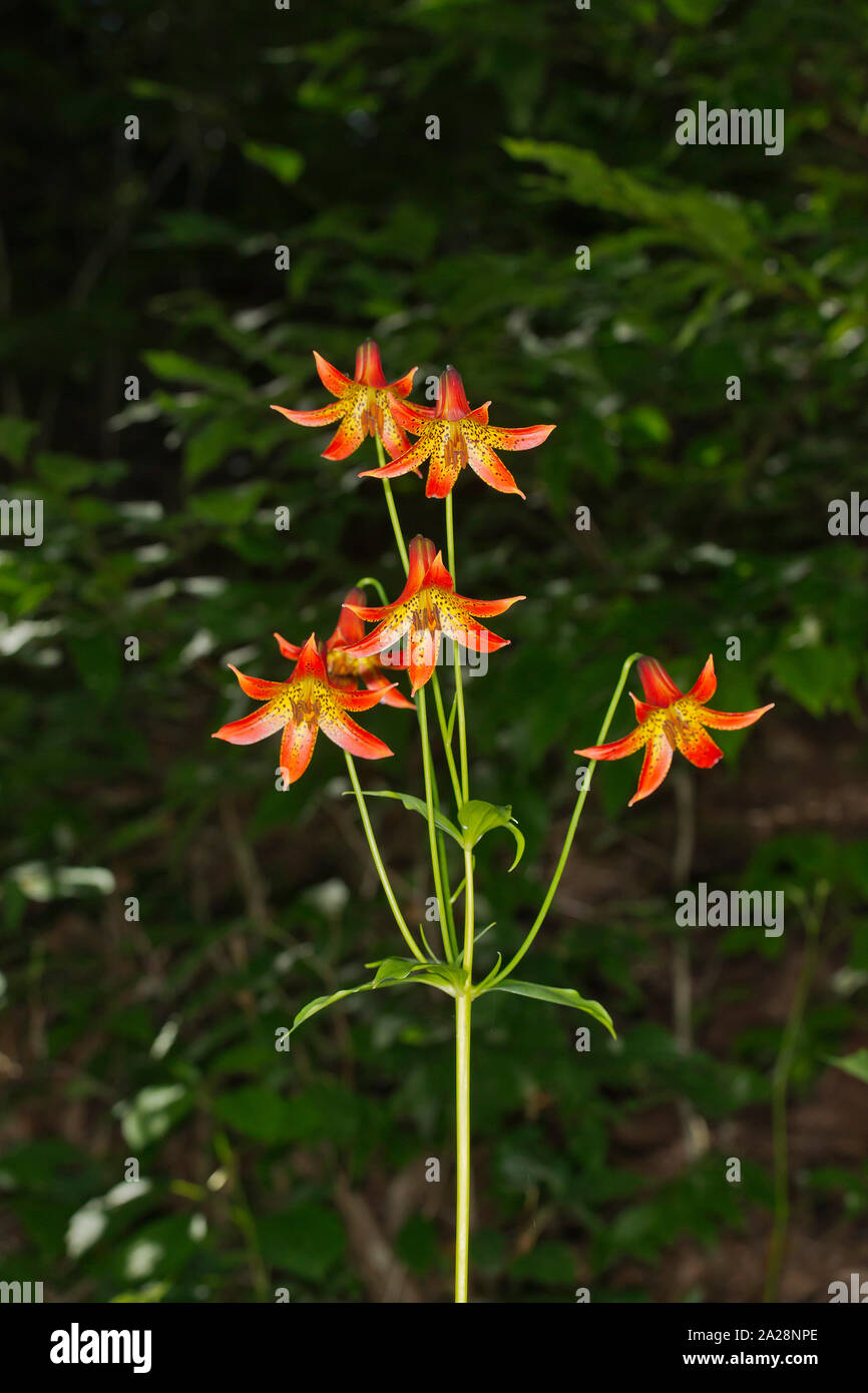 Canadense Lily High Resolution Stock Photography and Images - Alamy