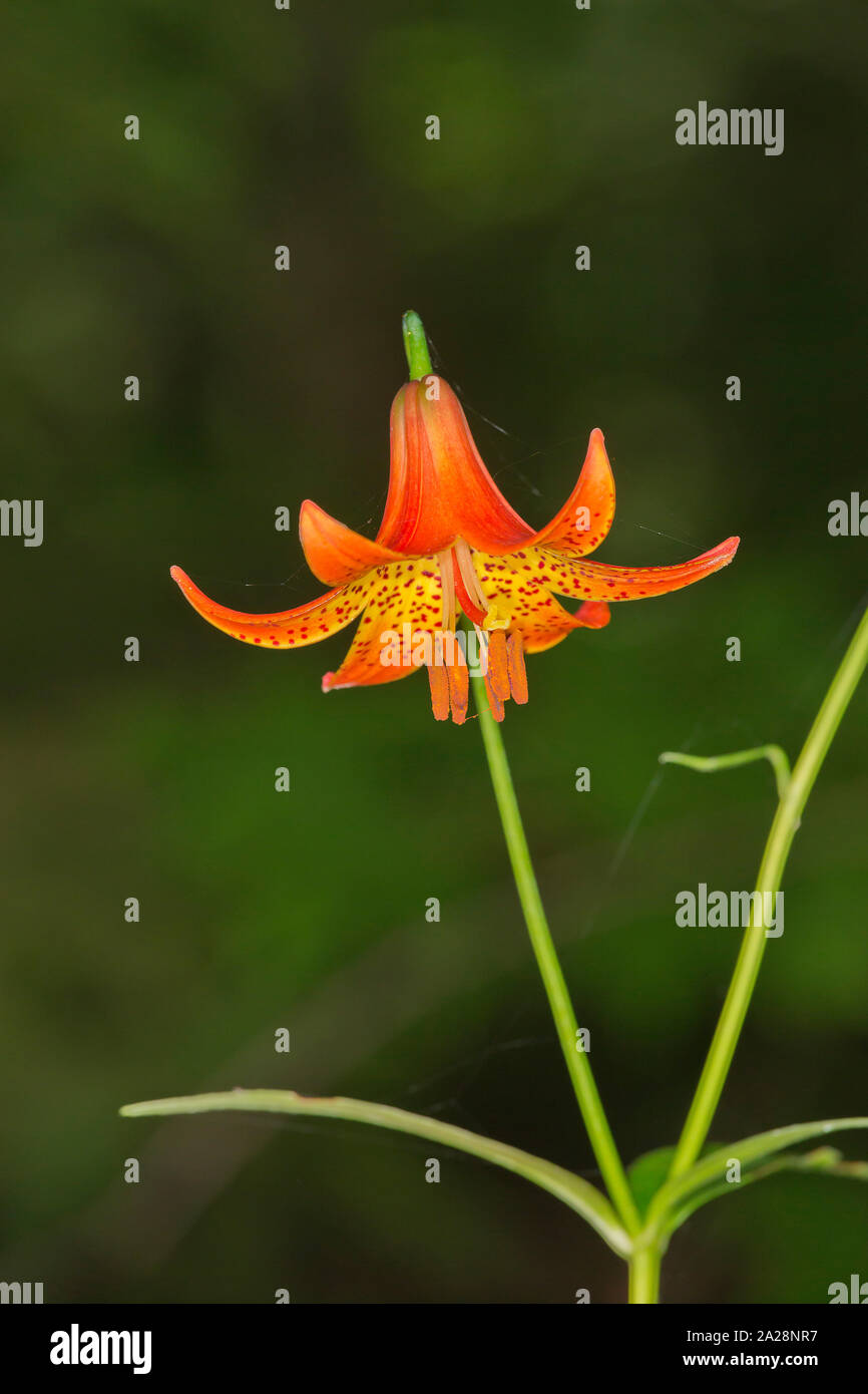 Canadense Lily High Resolution Stock Photography and Images - Alamy