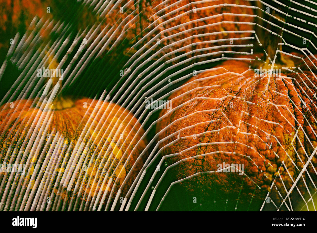 pumpkins and spider web , halloween Stock Photo - Alamy