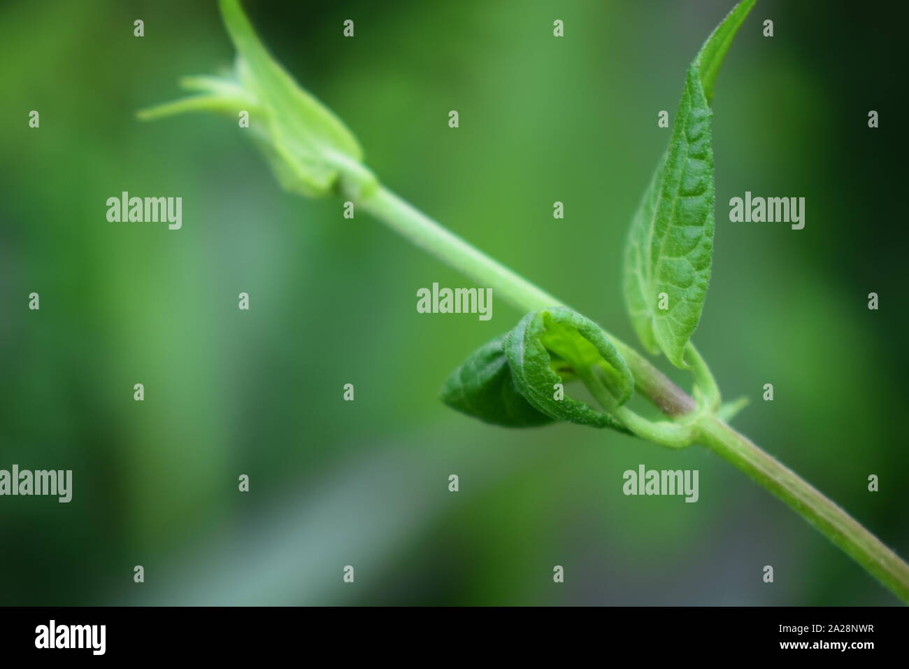 Most beautiful green leaf Stock Photo - Alamy