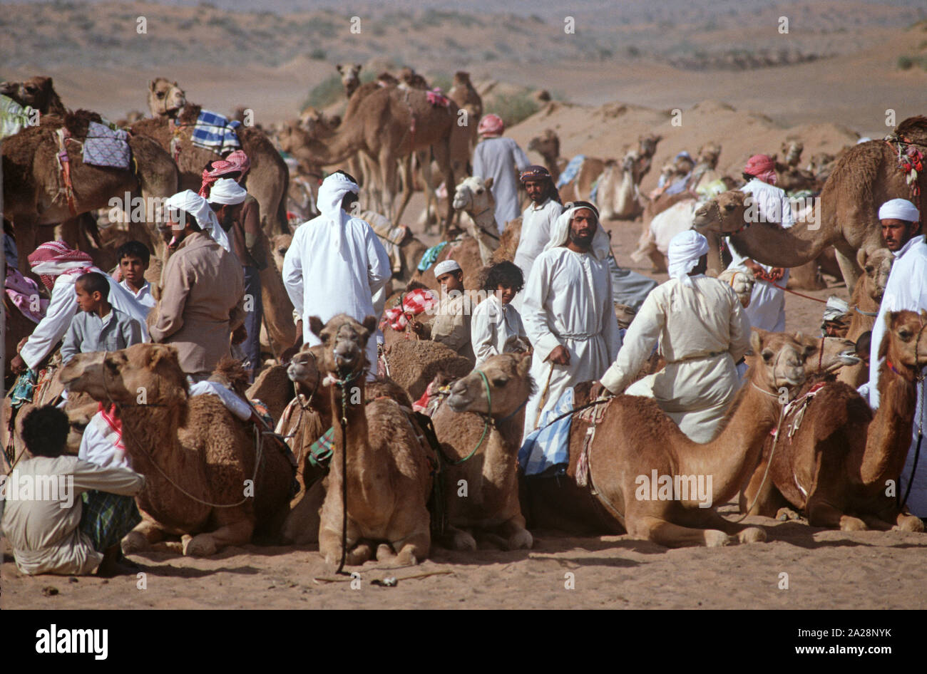 Racing camels at the start of a desert camel race, Dubai, United Arab ...