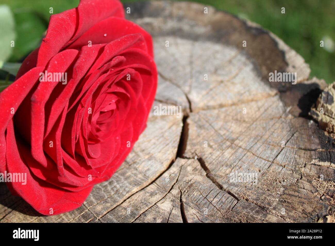 The picture shows a red rose on wooden ground Stock Photo - Alamy