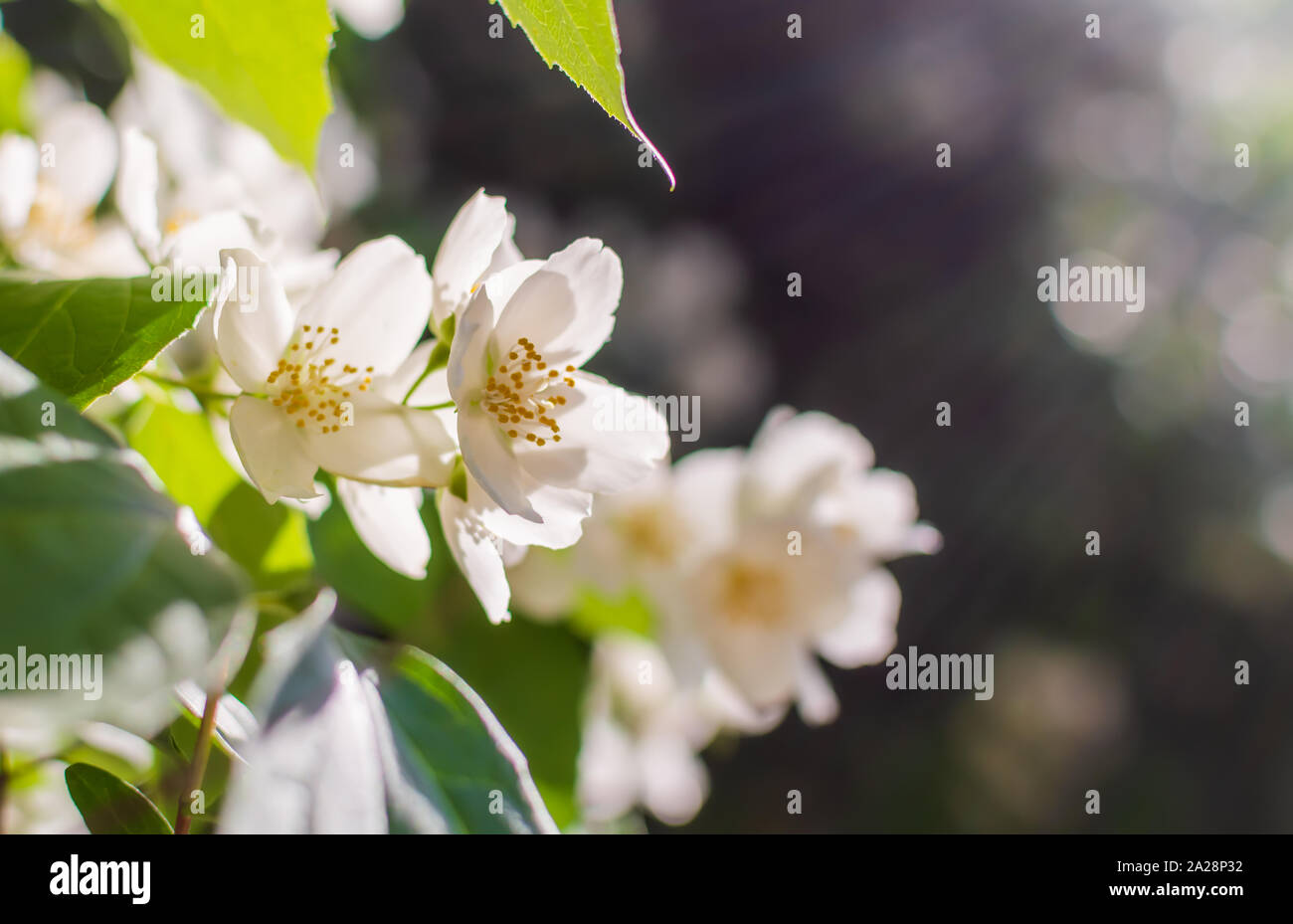 Closeup white philadelphus flowers hi-res stock photography and images ...