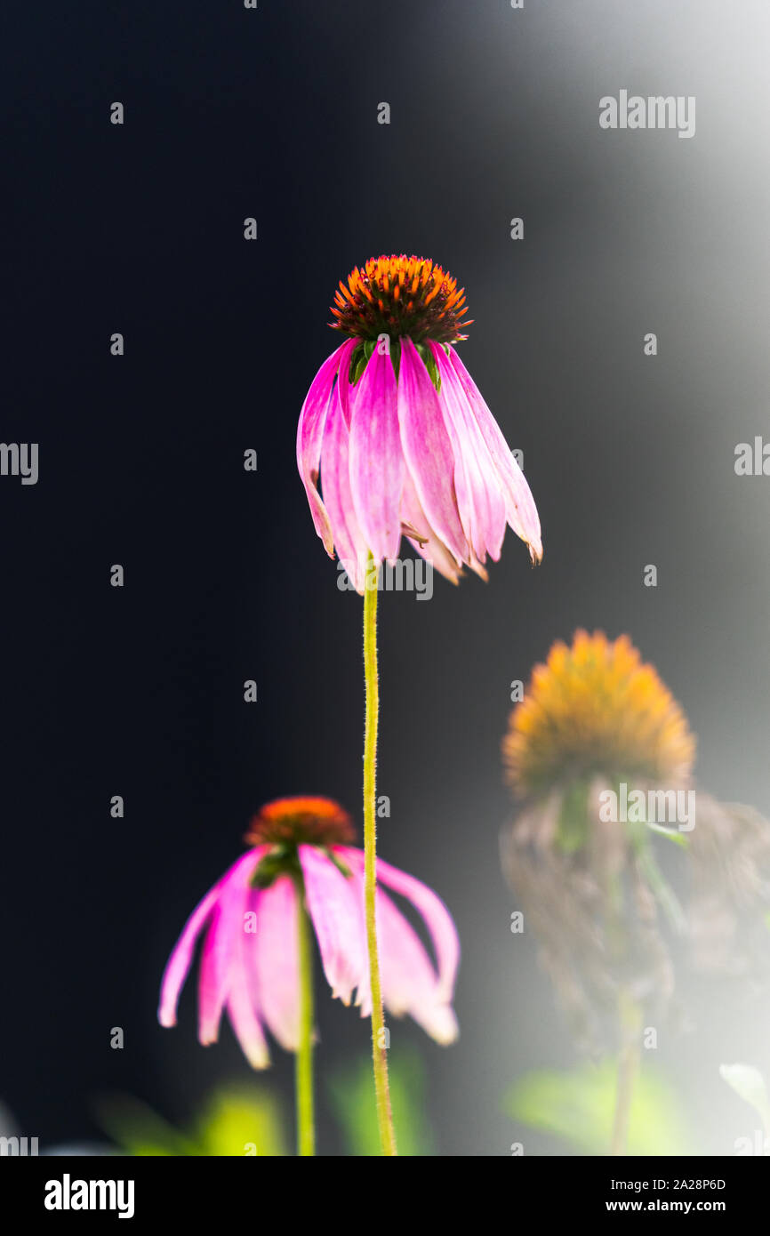 Echinacea purpurea in early fall. Flowering ends. The plant is an ...