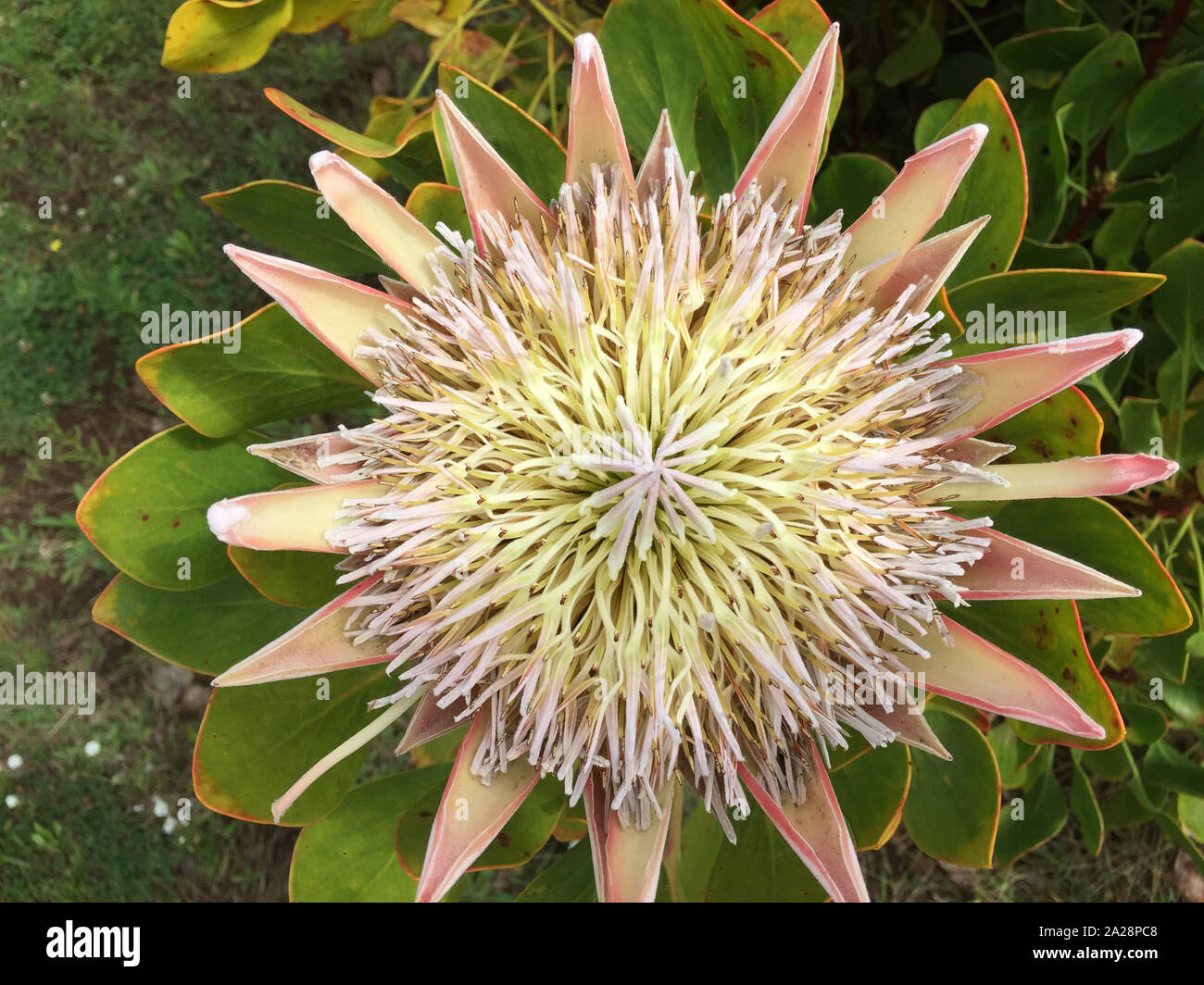 Protea species hi-res stock photography and images - Alamy