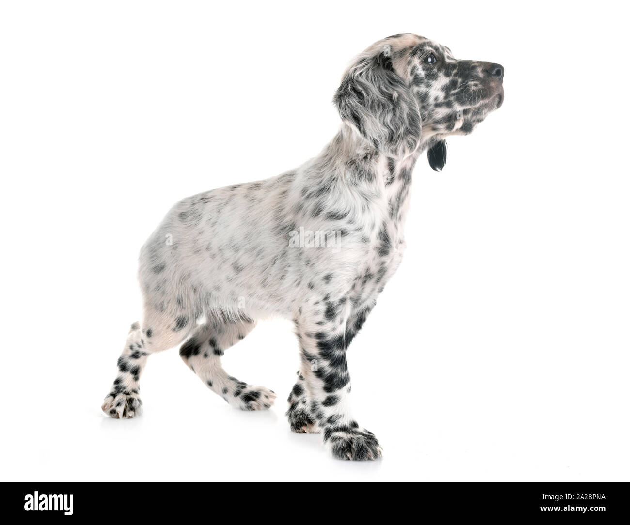 puppy english setter in front of white background Stock Photo - Alamy