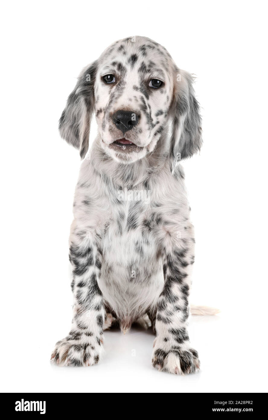 puppy english setter in front of white background Stock Photo - Alamy