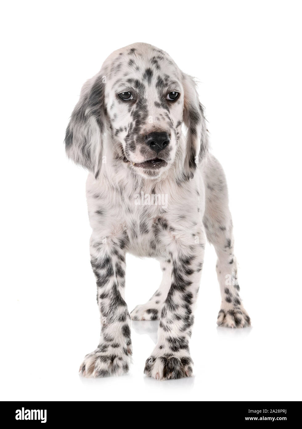 puppy english setter in front of white background Stock Photo - Alamy