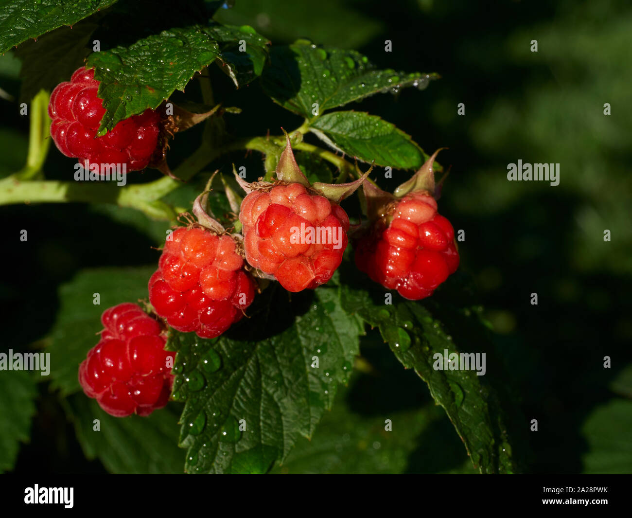 A cluster of heritage, heirloom, organic raspberries in a garden Stock ...