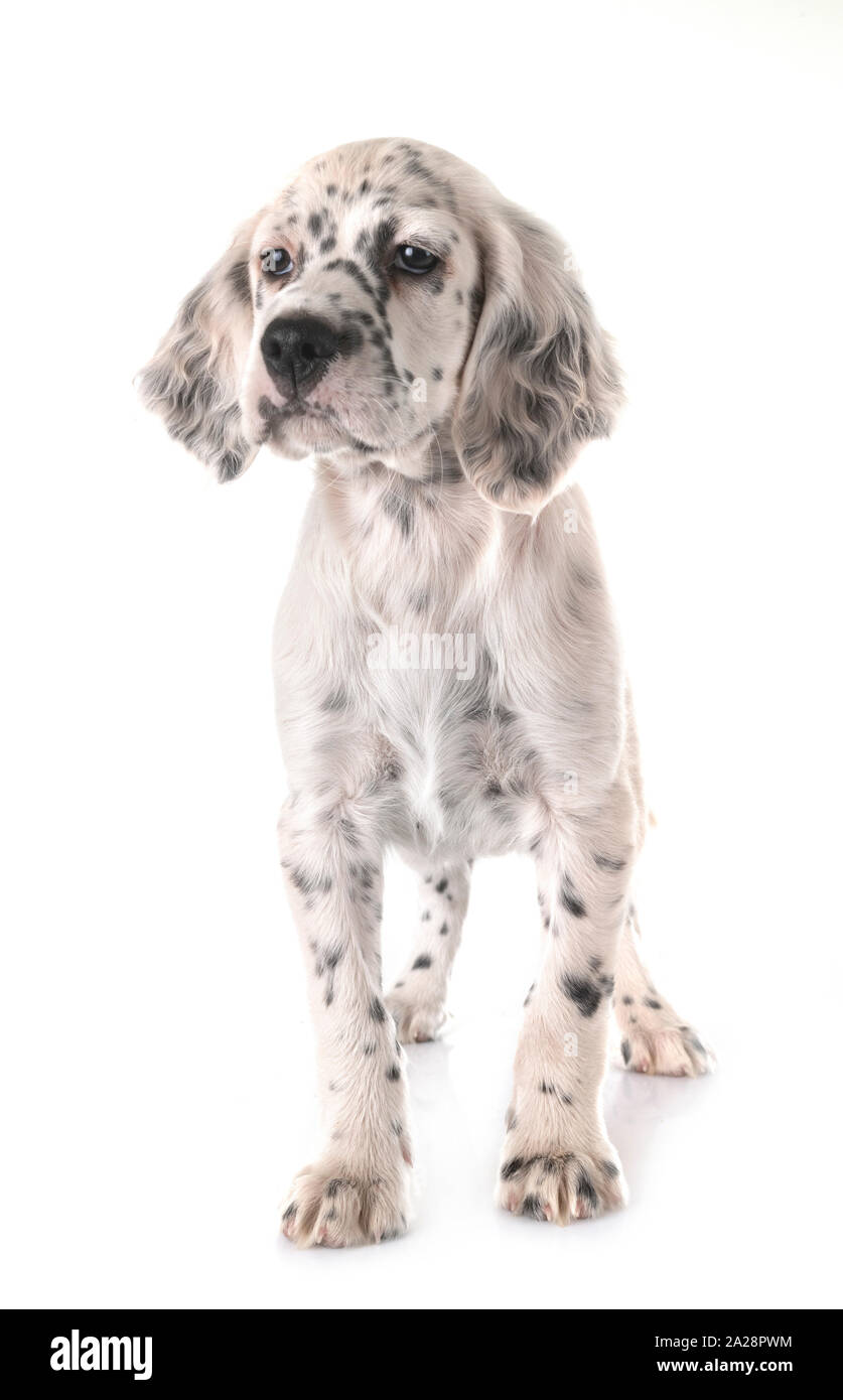 puppy english setter in front of white background Stock Photo - Alamy