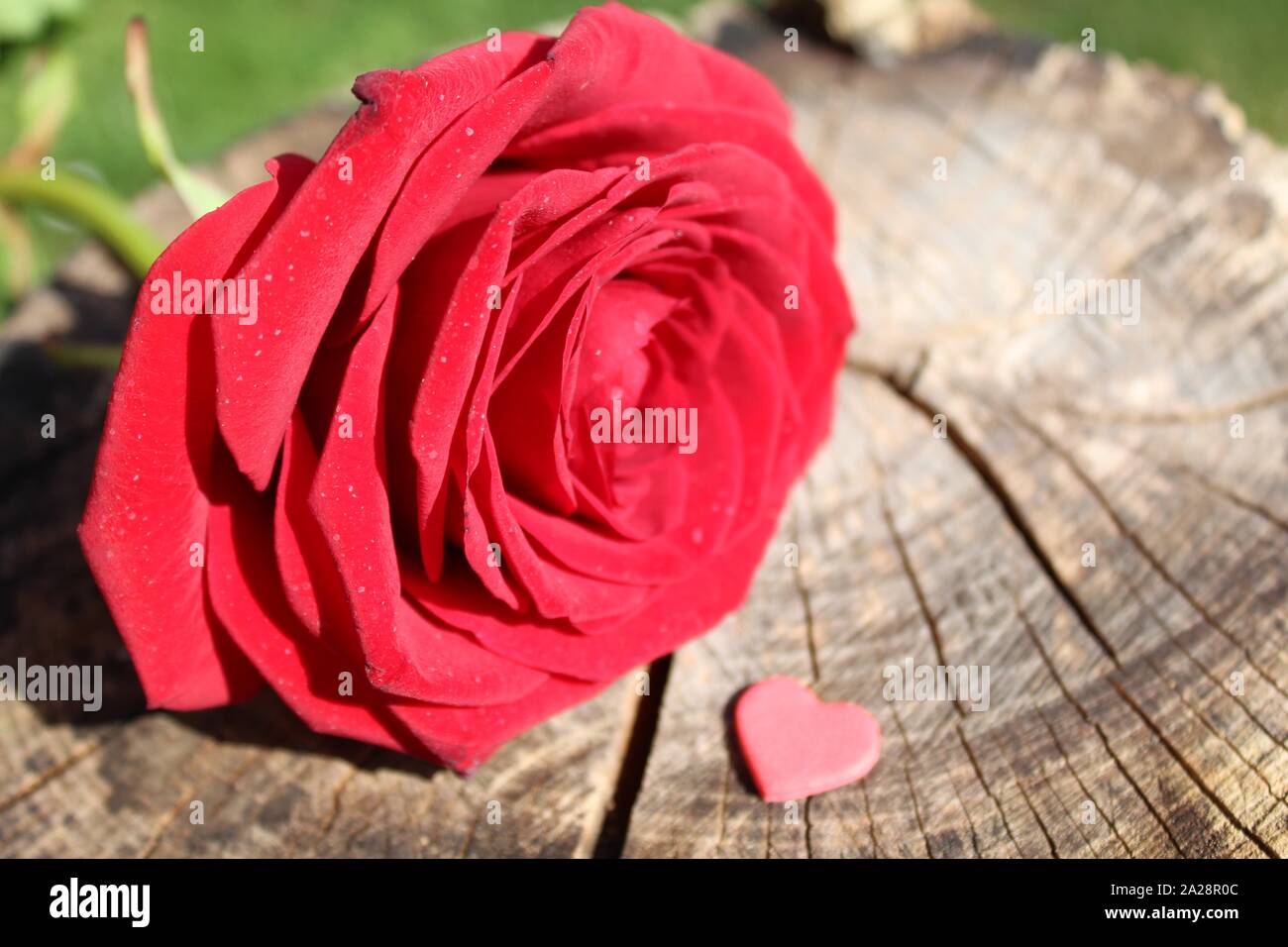 The picture shows a red rose with hearts on a tree trunk Stock Photo ...