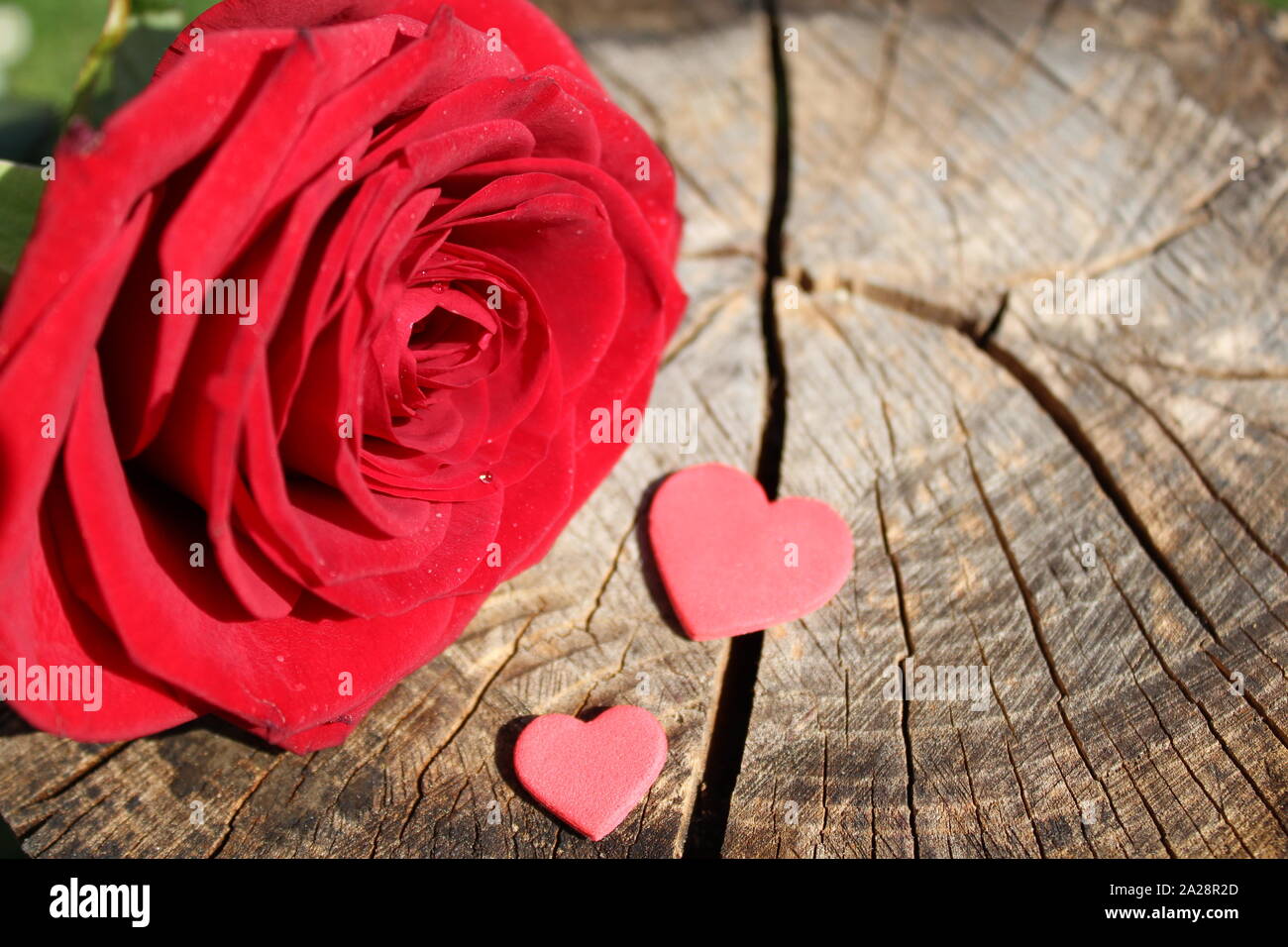 The picture shows a red rose with hearts on a tree trunk Stock Photo ...