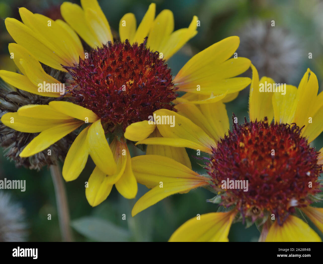 Gaillardia aristata flower hi-res stock photography and images - Alamy