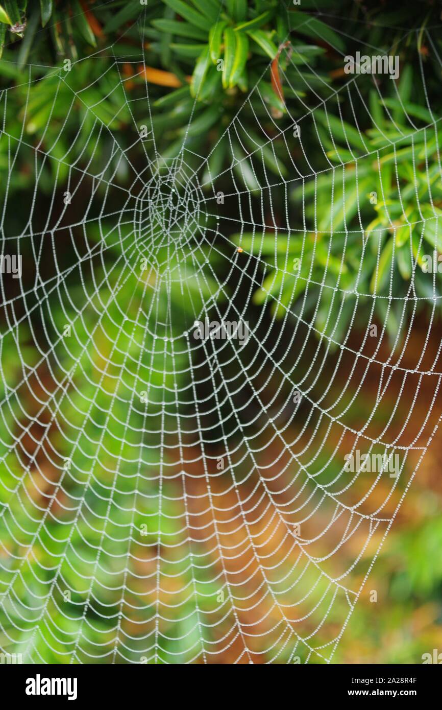 Winters Mist Bejewelling a Spiders Web. Exeter Crematorium, Devon, UK ...