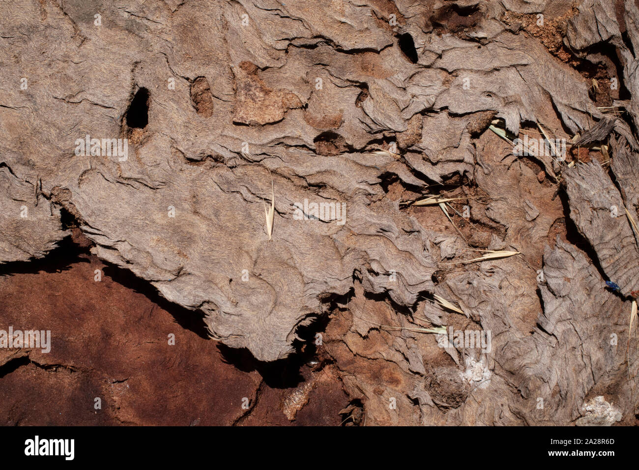 Tree shadow angle hi-res stock photography and images - Alamy