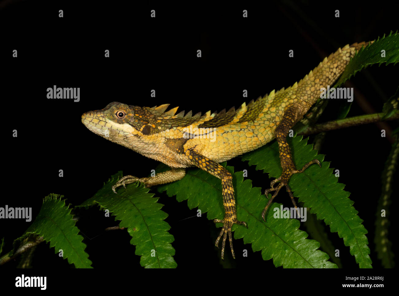 Forest Lizard seen at Munnar,Kerala,India Stock Photo - Alamy