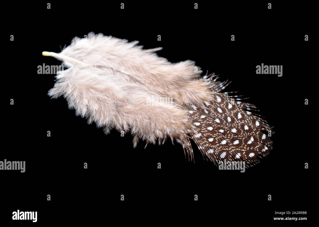 Colored bird feather isolated on black background Stock Photo - Alamy