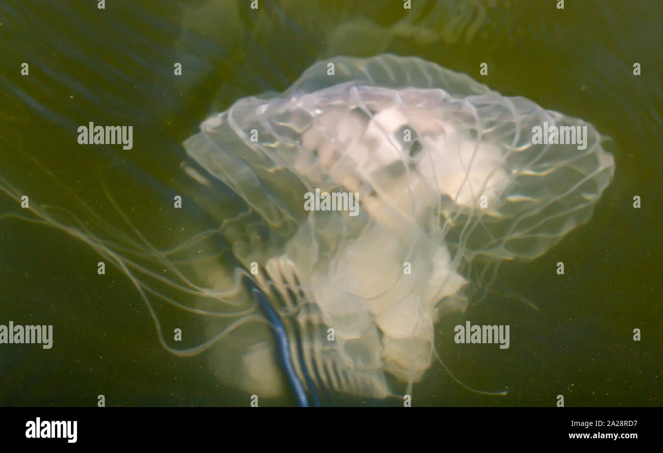 Delmarva peninsula hi-res stock photography and images - Alamy