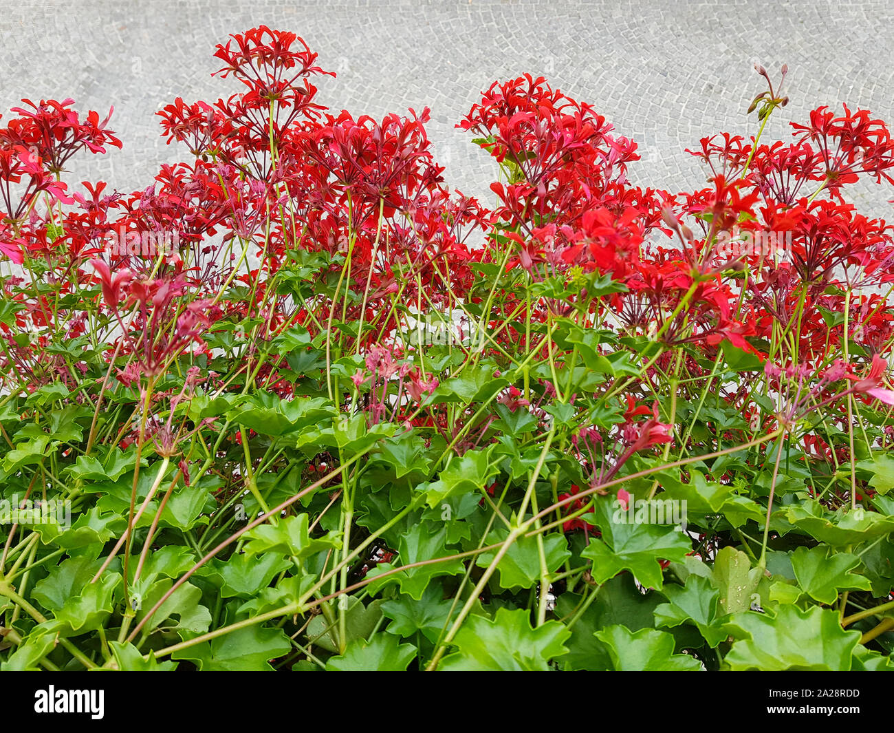 Top down flowers hi-res stock photography and images - Alamy