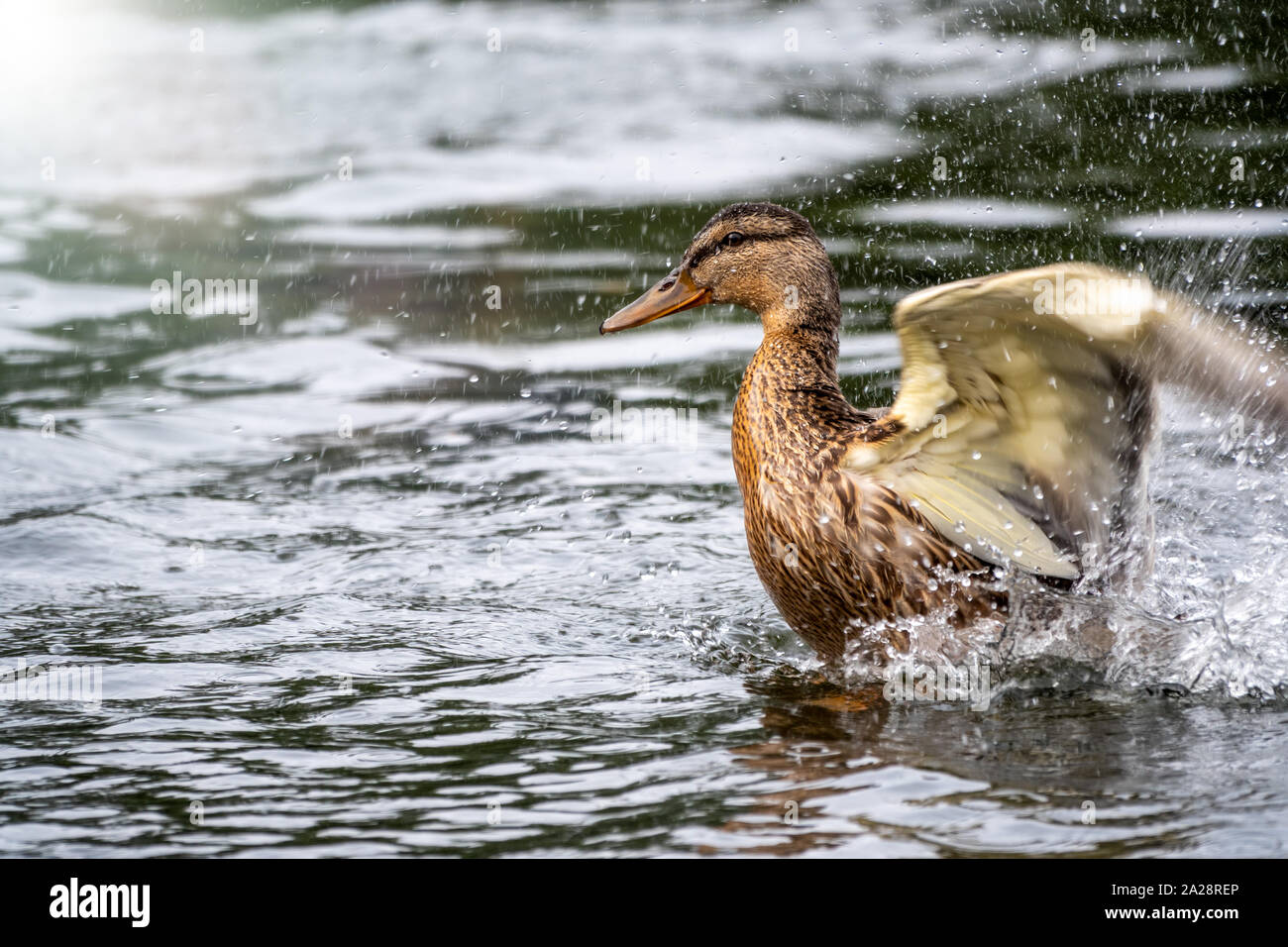 Mallard duck beak wide open hi-res stock photography and images - Alamy