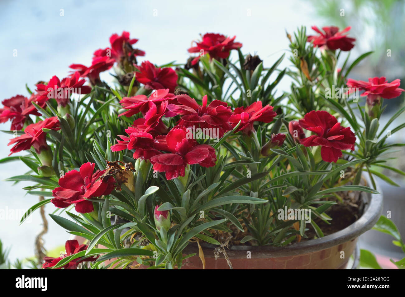 Red pot carnations, Dianthus caryophyllus Stock Photo - Alamy