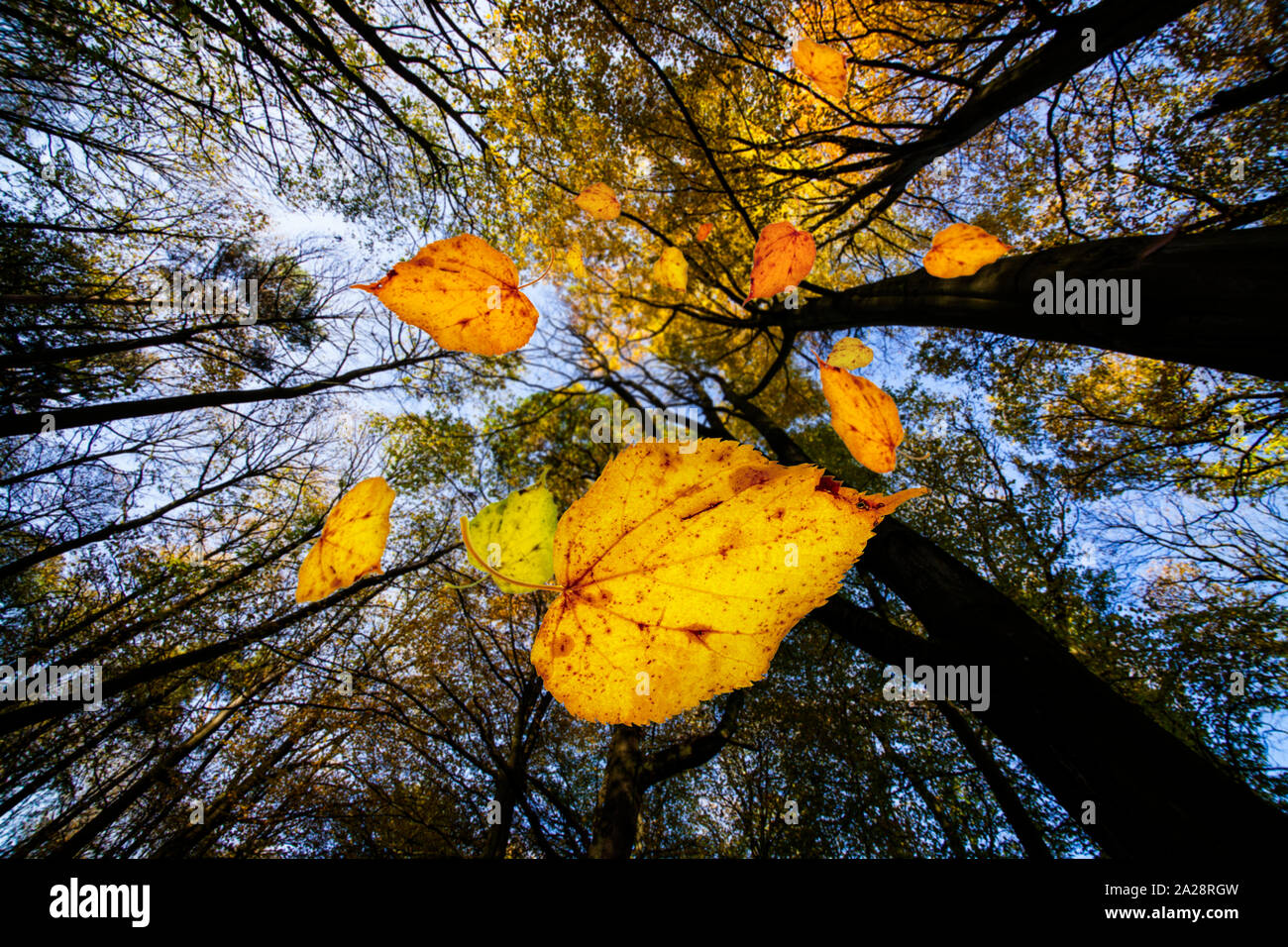 Autumn leaves in the forest Stock Photo - Alamy