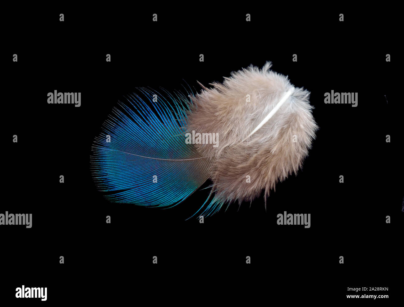 Colored bird feather isolated on black background Stock Photo - Alamy