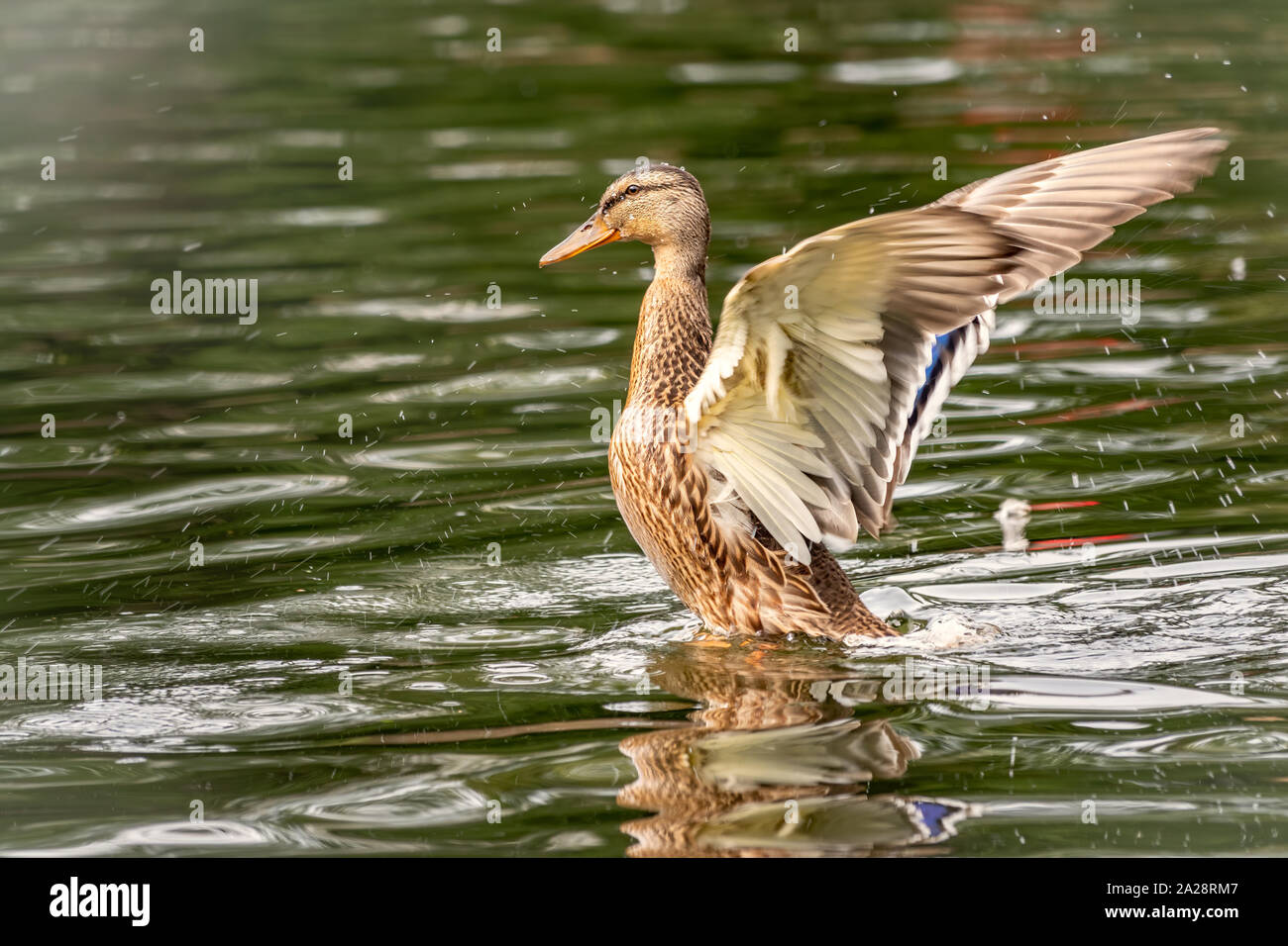 Mallard duck beak wide open hi-res stock photography and images - Alamy