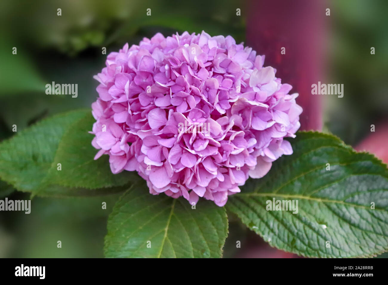 Fresh purple hydrangea flower hi-res stock photography and images - Alamy