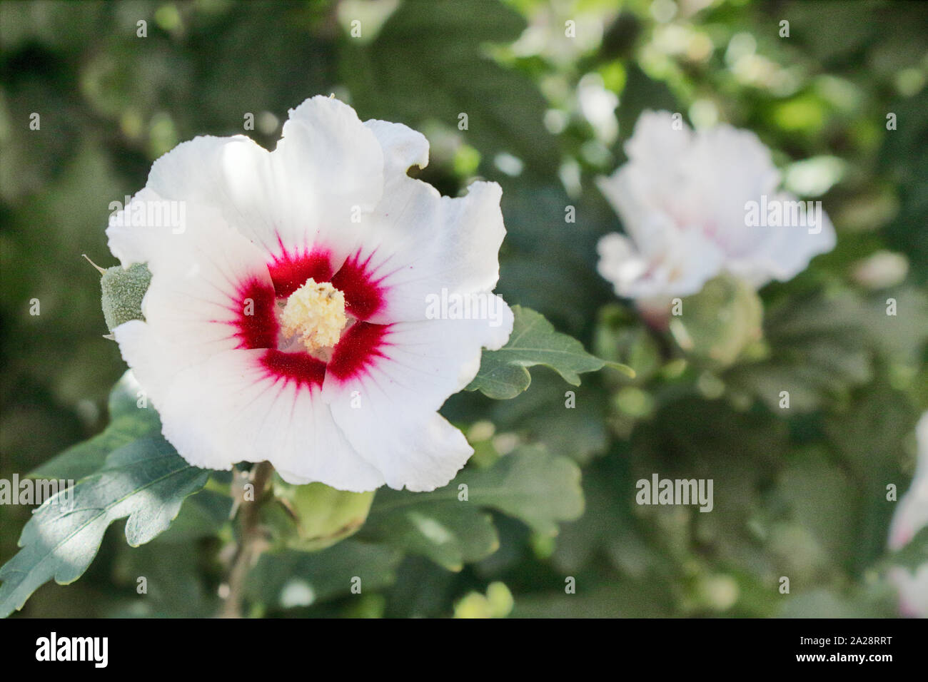 white Mallow (Hibiscus moscheutos) blooms Stock Photo - Alamy