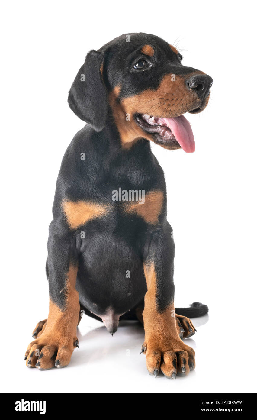 puppy Doberman Pinscher in front of white background Stock Photo - Alamy