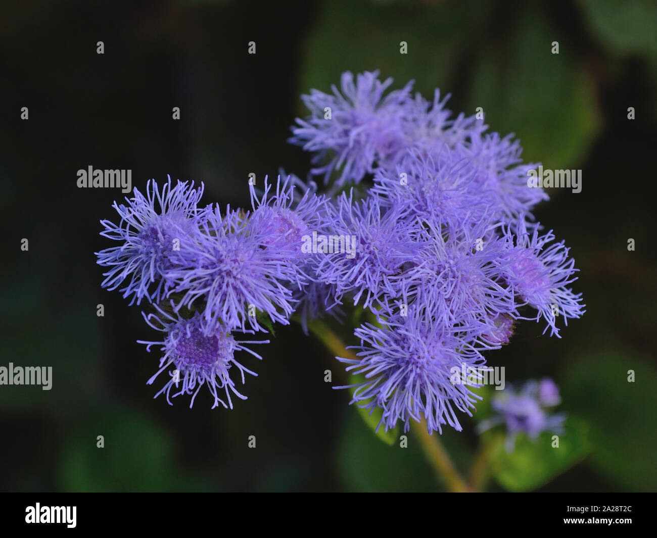 Bluemink flowers in the garden, Ageratum houstonianum Stock Photo - Alamy
