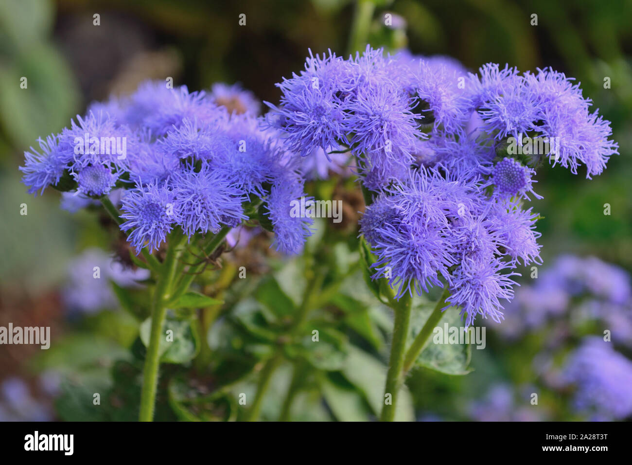 Bluemink flowers in the garden, Ageratum houstonianum Stock Photo - Alamy