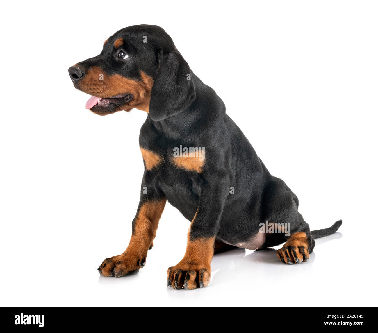 puppy Doberman Pinscher in front of white background Stock Photo - Alamy